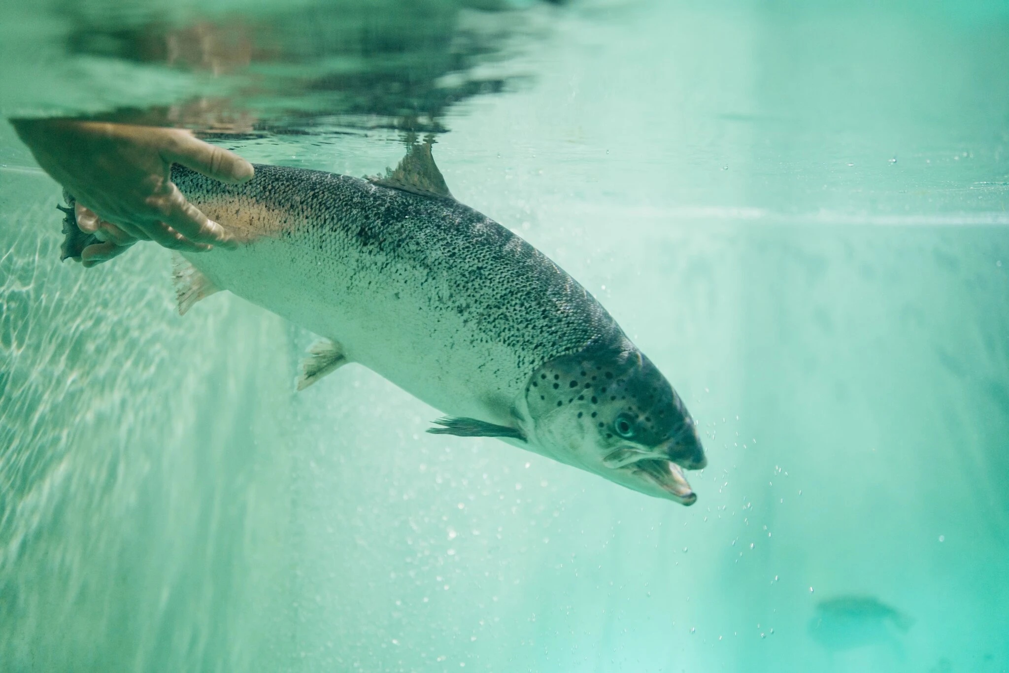 Atlantic Salmon With a Smaller Carbon Footprint - Bluehouse Salmon